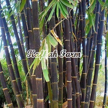 Jual Benih 2 Biji BAMBU MOSO Black | Shopee Indonesia