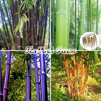Jual Benih 4 Biji BAMBU MOSO Mix | Shopee Indonesia