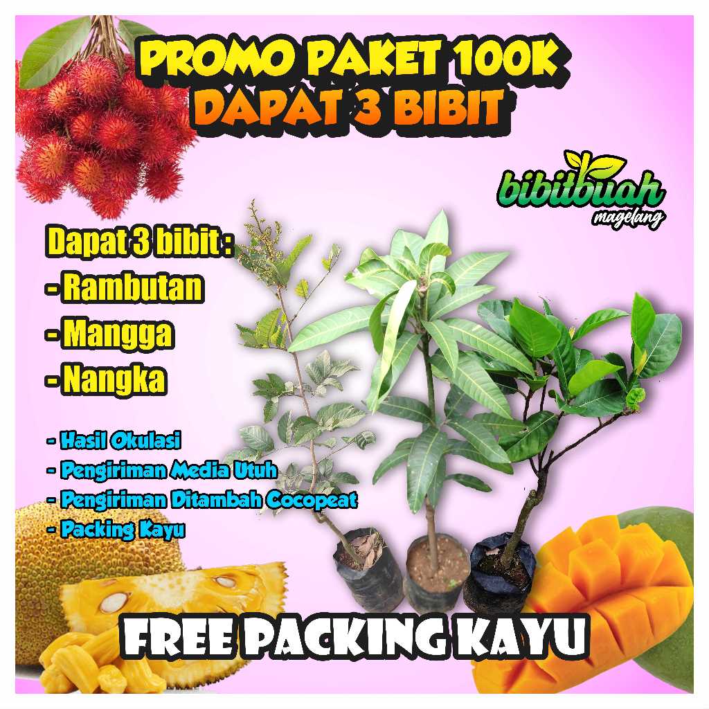 Jual Promo Paket 100K Dapat 3 Bibit, Bibit Mangga, Bibit Rambutan ...