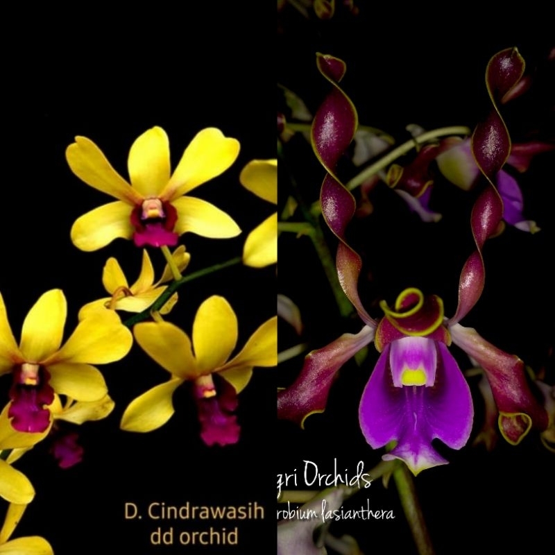 Jual Anggrek Dendrobium Cendrawasih x Lasiantera Red | Shopee Indonesia