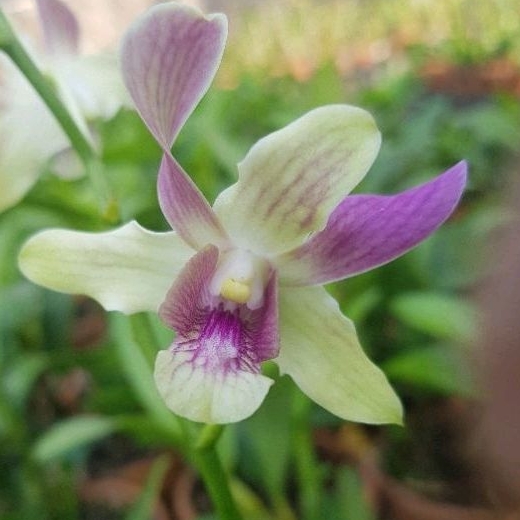 Jual Anggrek Dendrobium Indonesia Raya Red x Lasiantera Red | Shopee ...
