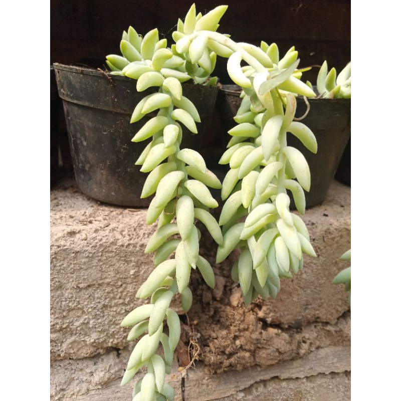 Jual skulen gantung (sihung) | Shopee Indonesia