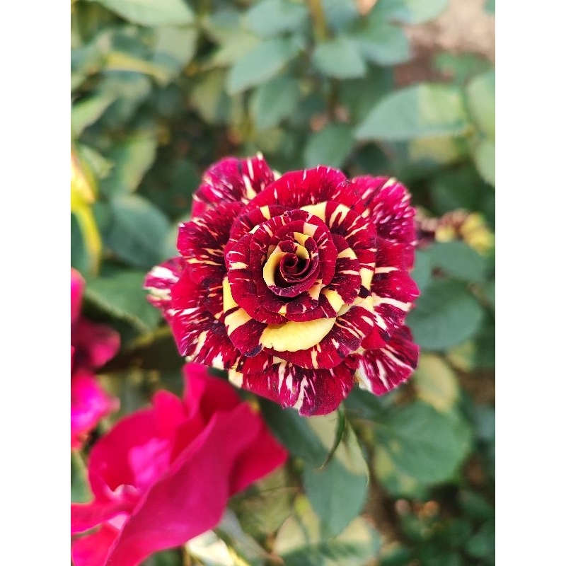 Jual bunga mawar warna batik tanaman hias | Shopee Indonesia