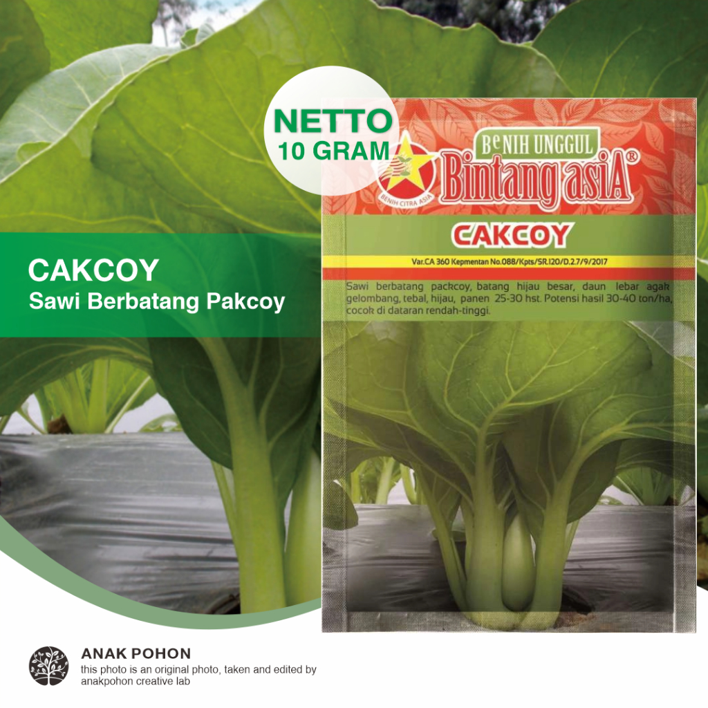 Jual (1 PACK) Benih Sawi CAKCOY Sawi Hijau Berbatang Pakcoy Seeds ...