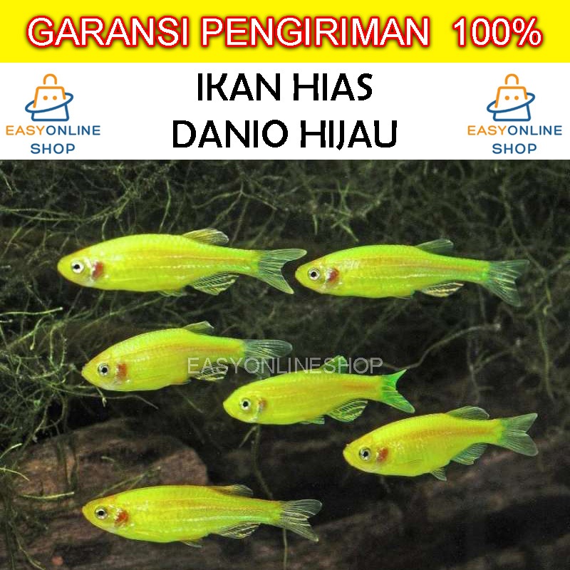 Jual Danio Hijau / Ikan Hias Danio Zebra Hijau Aquascape | Shopee Indonesia