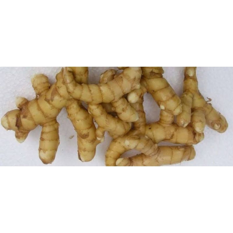 Jual 1 KG 1kilo gram TEMU MANGGA / TEMU LALAP / KUNYIT MANGGA / CURCUMA ...