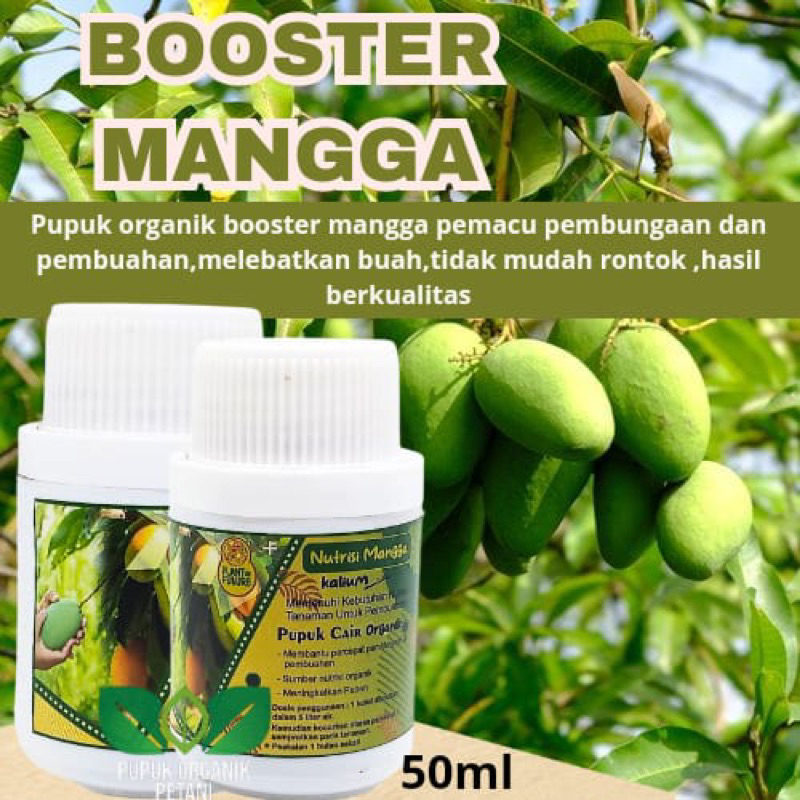 Jual Pupuk booster mangga pemacu bunga dan buah mangga agar cepat berbuah lebat anti rontok ...