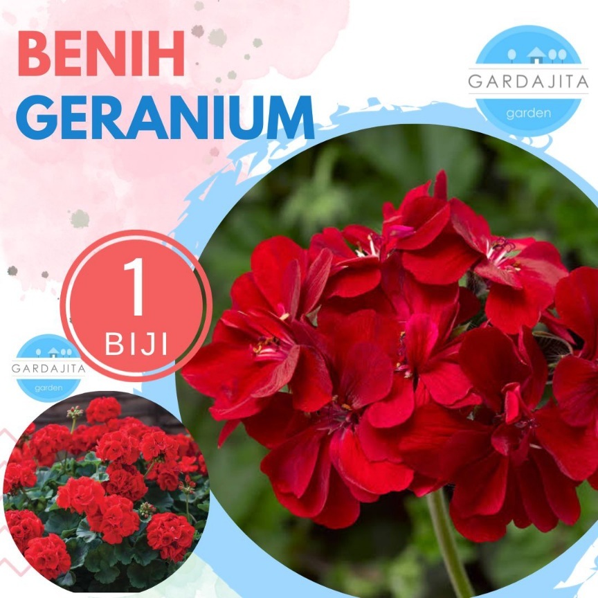 Jual Benih GERANIUM MERAH Biji Bibit Bunga | Shopee Indonesia