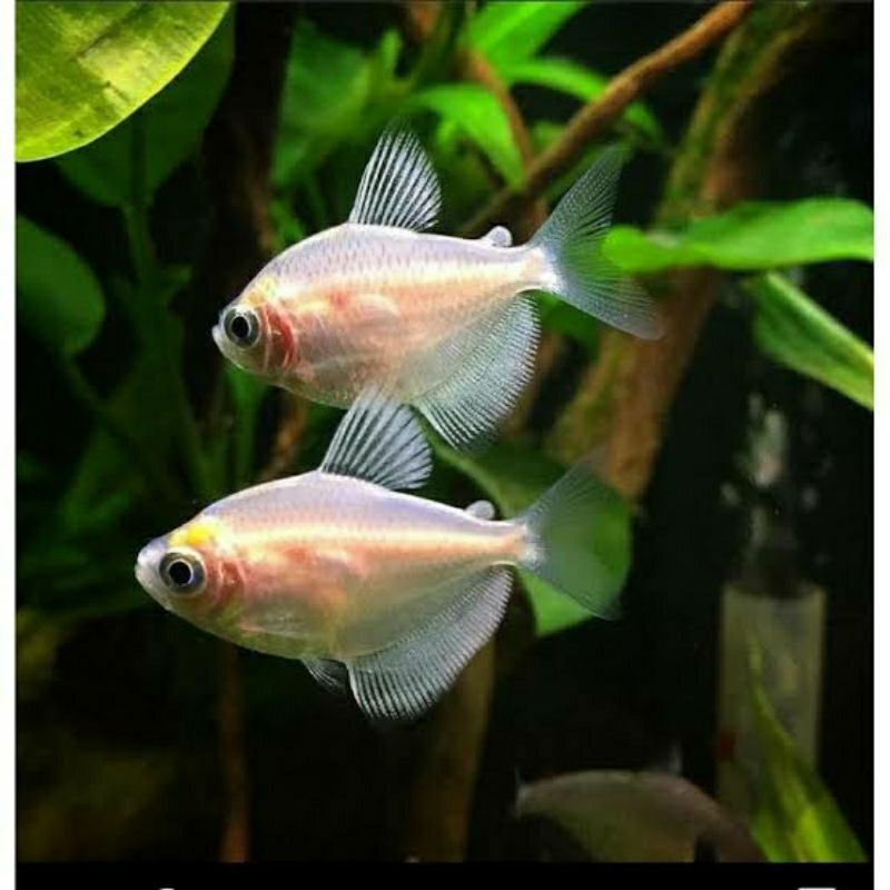 Jual ikan hias fish tetra neon / ikan fish neon tetra / ikan warna ...