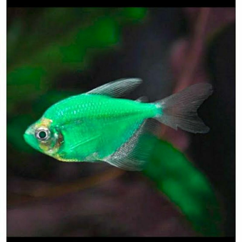 Jual ikan hias fish tetra neon / ikan fish neon tetra / ikan warna ...