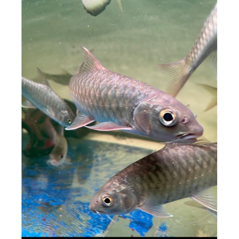 Jual Ikan Mahseer Neolishcilus Soro | Lempon | Golden Mahseer Lokal ...