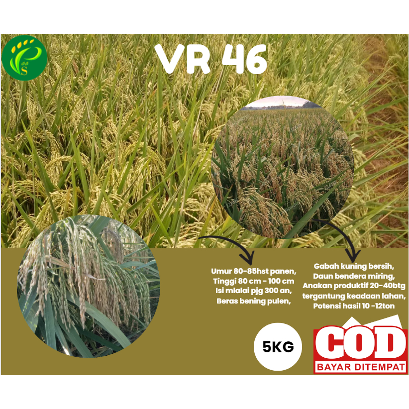 Jual Biji Padi Unggul VR 46 / VR46 5 kg | Shopee Indonesia