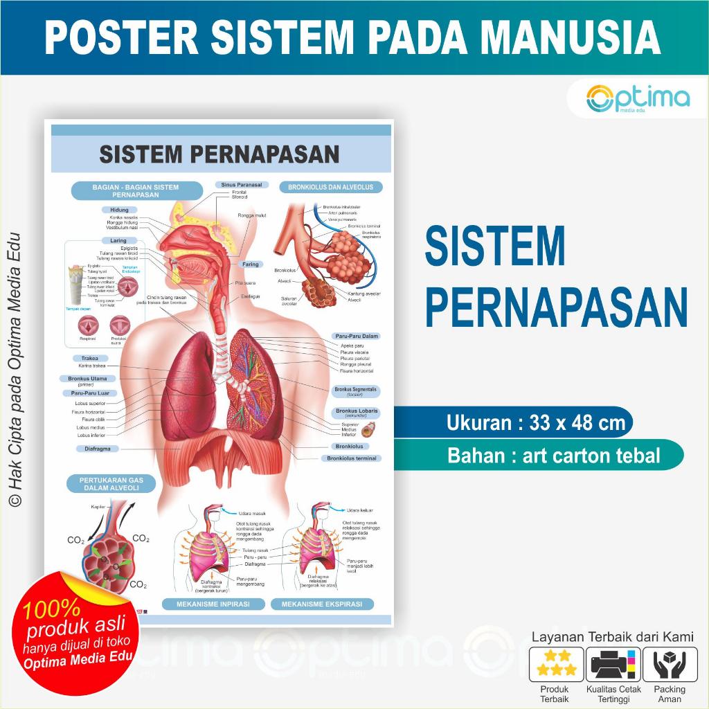 Jual Poster Carta Anatomi Sistem pada Manusia : Endokrin, Indra ...