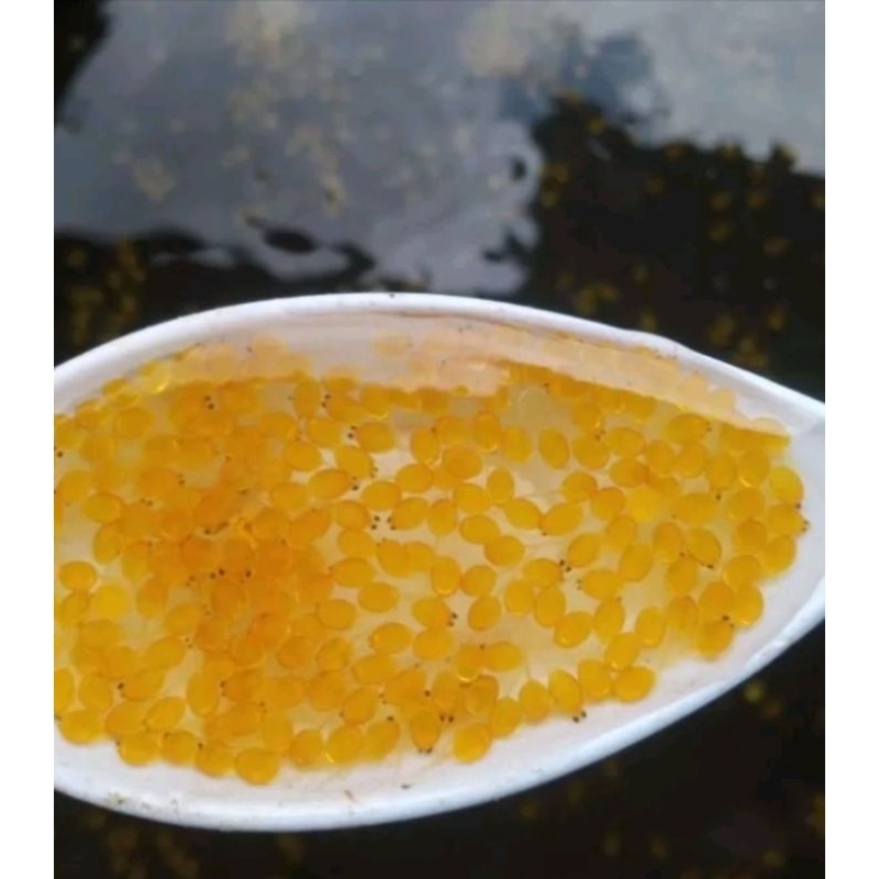 Jual bibit telor ikan gurame (larva ) paket 1000ekor | Shopee Indonesia