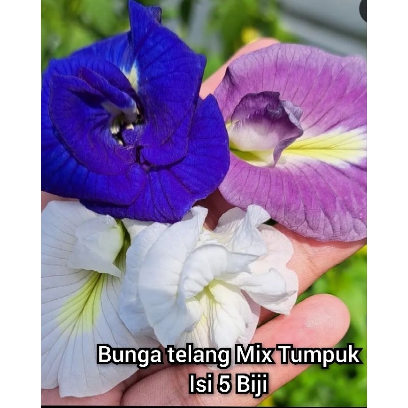 Jual Biji Bunga Telang Mix Warna Tumpuk PROMO TERmurah | Shopee Indonesia