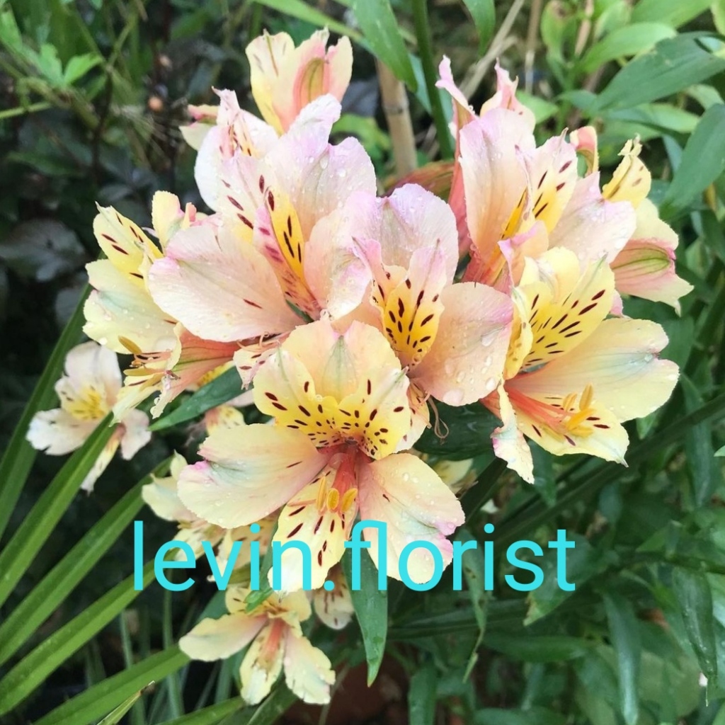 Jual Alstroemeria / alstroemeria / peruvian lily bibit tanaman hias ...