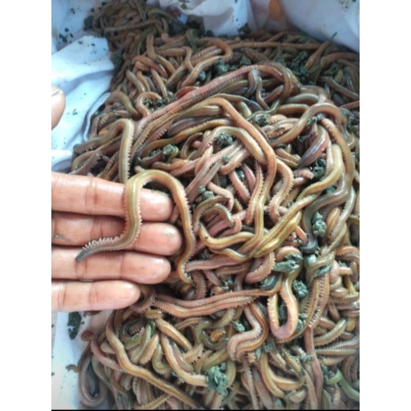 Jual CACING NAGA CACING LAUT CACING KILANG KILUNG KUALITAS SUPER (Beli ...