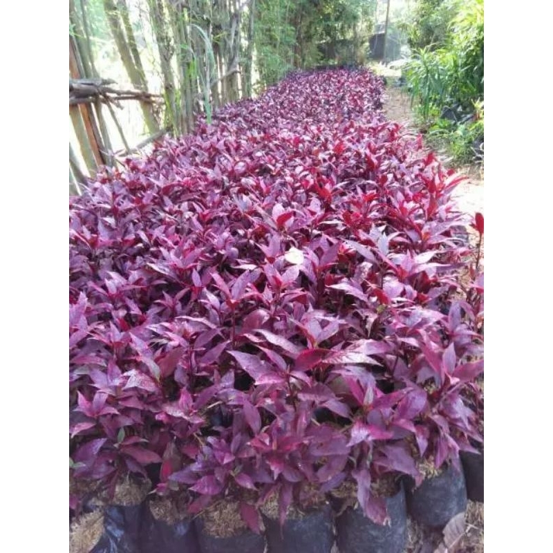 Jual paket 10 polybag bunga erpah daun merah | Shopee Indonesia