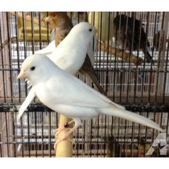 Jual Burung Kenari Panda dan Putih bahan pilihan | Shopee Indonesia