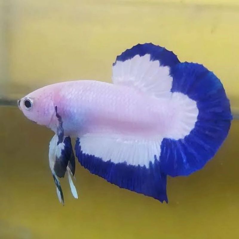 Jual Gambar lukisan anak lucu blue rim pk | Shopee Indonesia