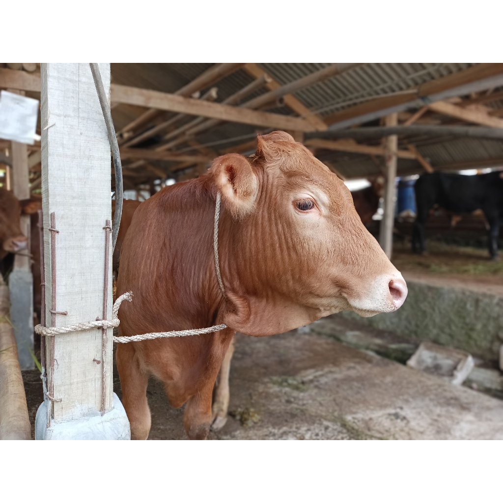 Jual Jual Macam-macam Sapi Qurban | Shopee Indonesia
