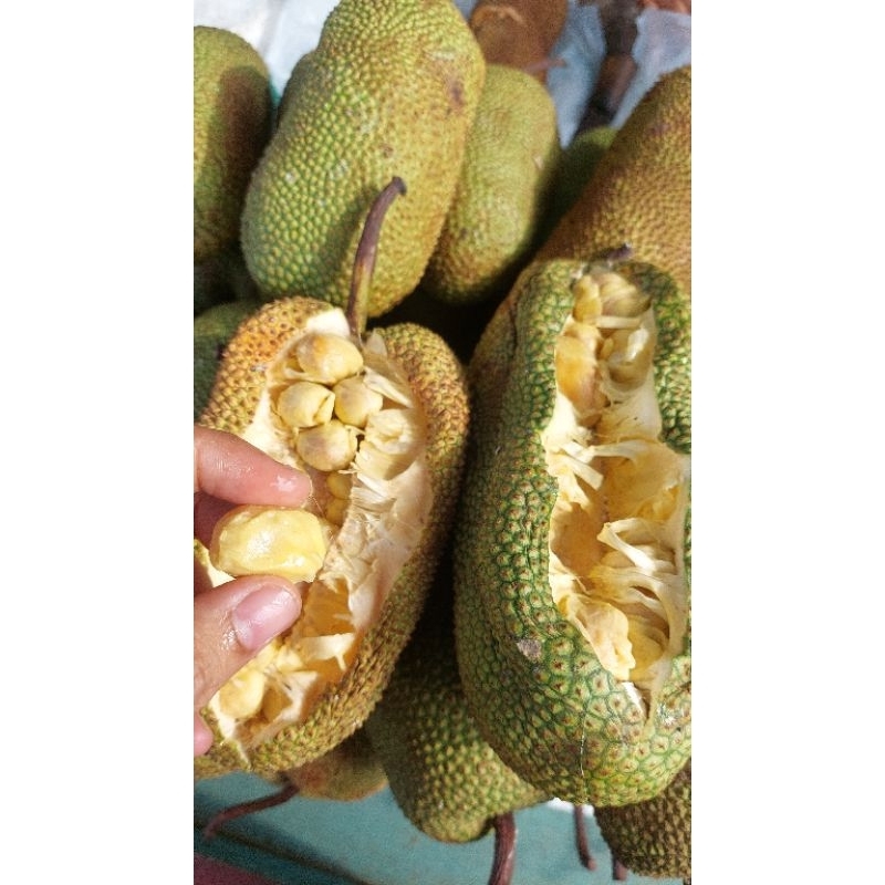 Jual tiwadak | Shopee Indonesia