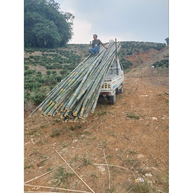 Jual Bambu Hitam 3 Meter Bambu wulung Bulat Tua Asli Bambu Apus Bambu ...