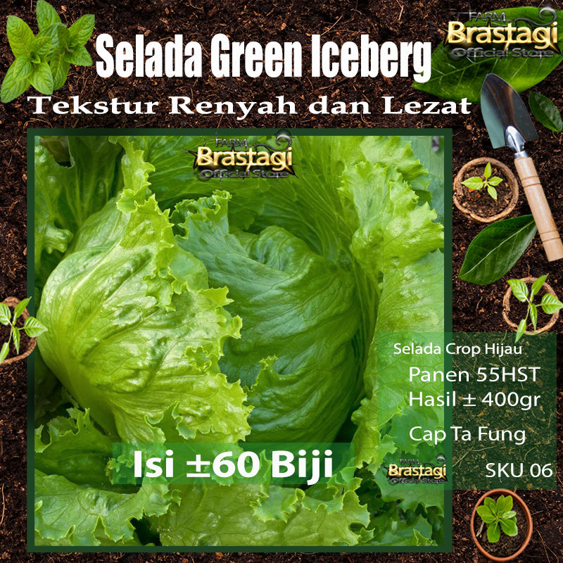 Jual FBTG - 60 Benih Selada Lettuce Green Iceberg - Selada Tekstur ...