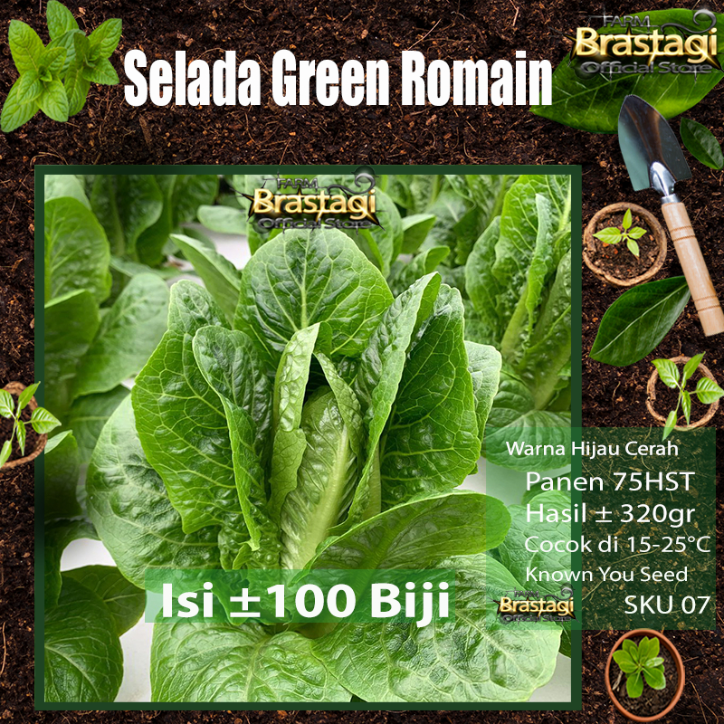 Jual FBTG - 100 Benih Bibit Selada Green Romain Known You Seed KYS Sku 07 | Shopee Indonesia