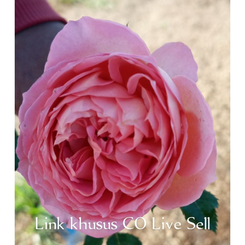 Jual Link CO Live Sell 60 rb Cargo | Shopee Indonesia