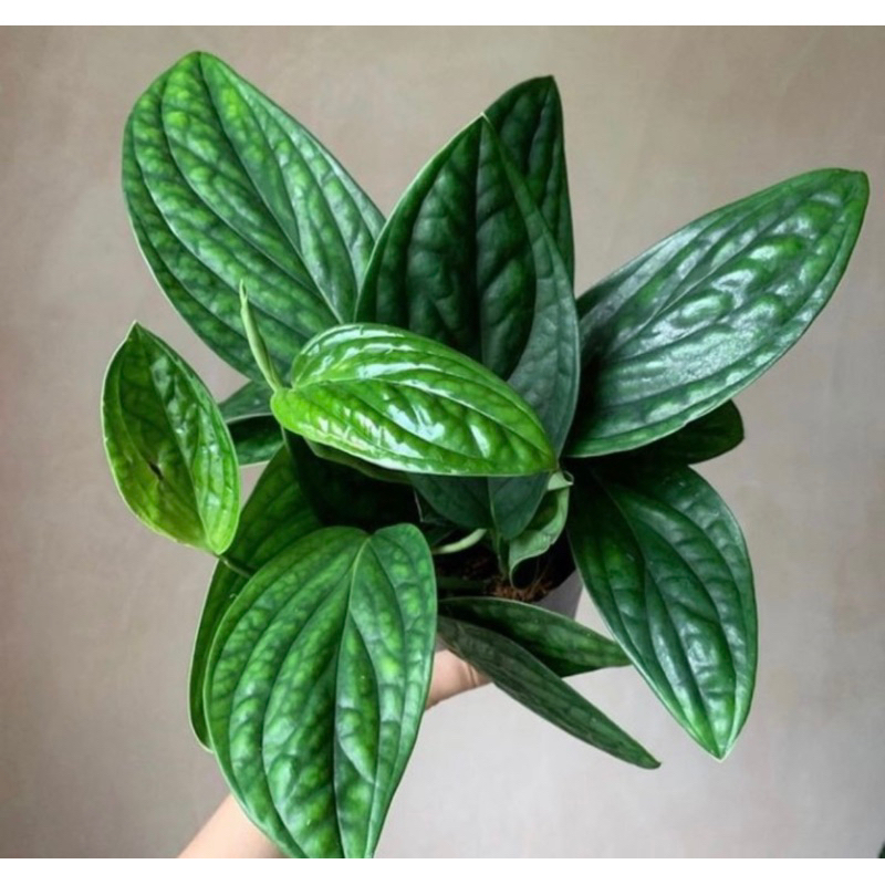 Jual tanaman sirih badak tanaman gantung yang menjuntai berdaun tebal ...