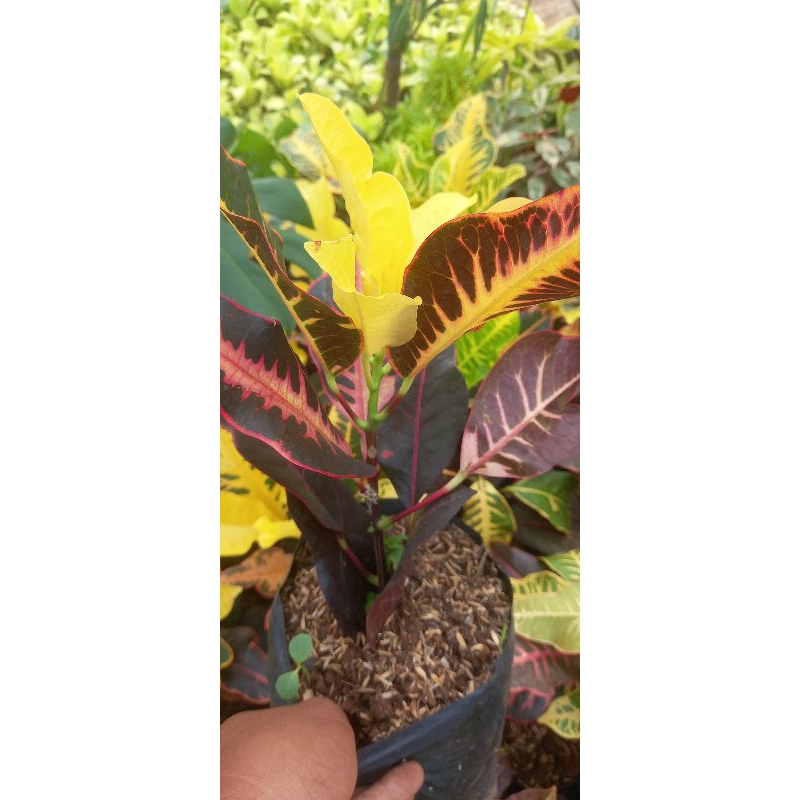 Jual TANAMAN HIAS PURING BALI 25/40CM | Shopee Indonesia