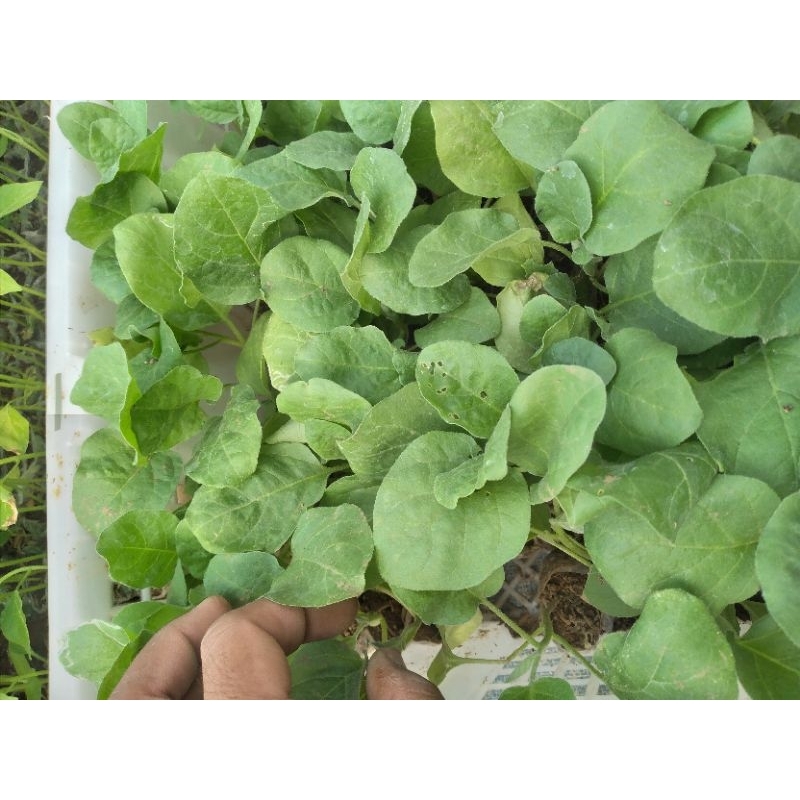 Jual benih bibit terong putih panjang siap tanam 20 batang (cabut ...