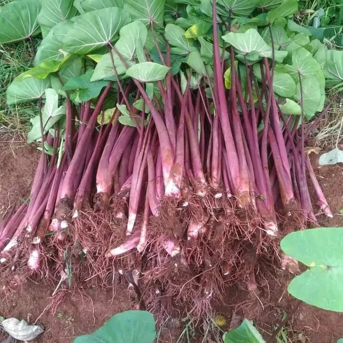 Jual Bibit Talas Pratama 3/ Talas Bogor/ Talas Ungu (isi 100 bibit ...
