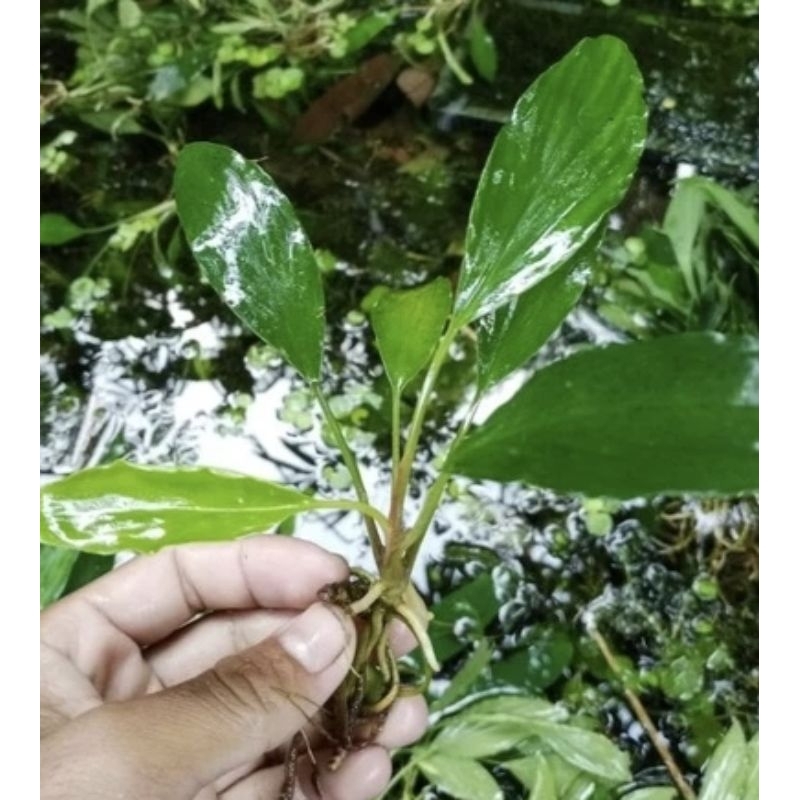 Jual anubias sp (paket 10 batang) | Shopee Indonesia