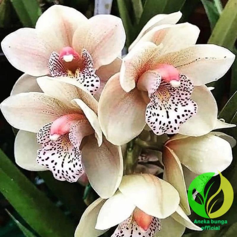 Jual BUNGA ANGGREK DENDROBIUM WHITE SUSU / TANAMAN HIAS POHON SEEDLING ...