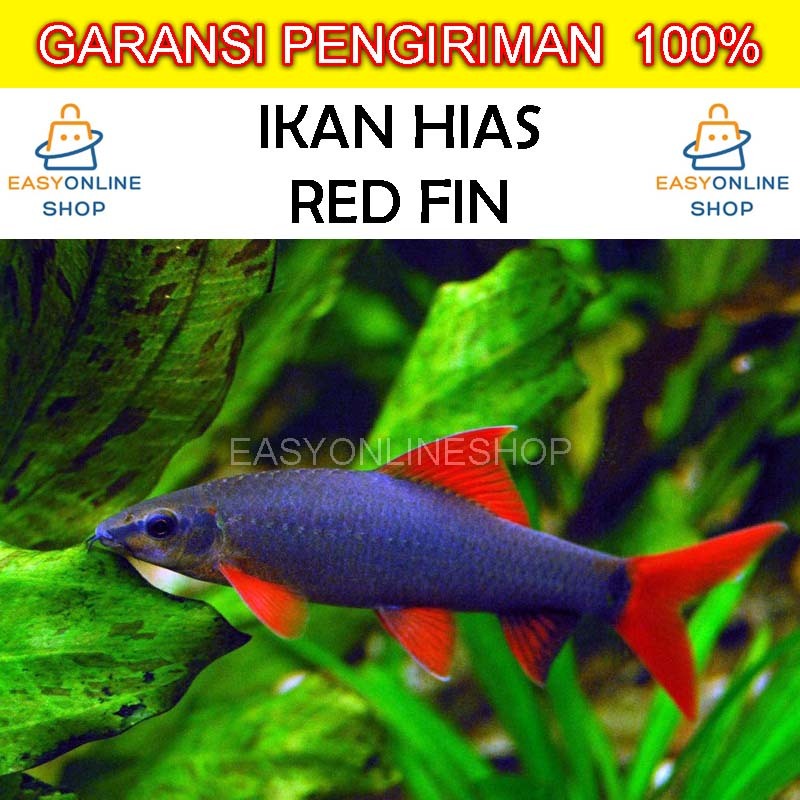 Jual Red fin Red Fin Shark Red Tail Ikan Hias Aquascape Air Tawar ...