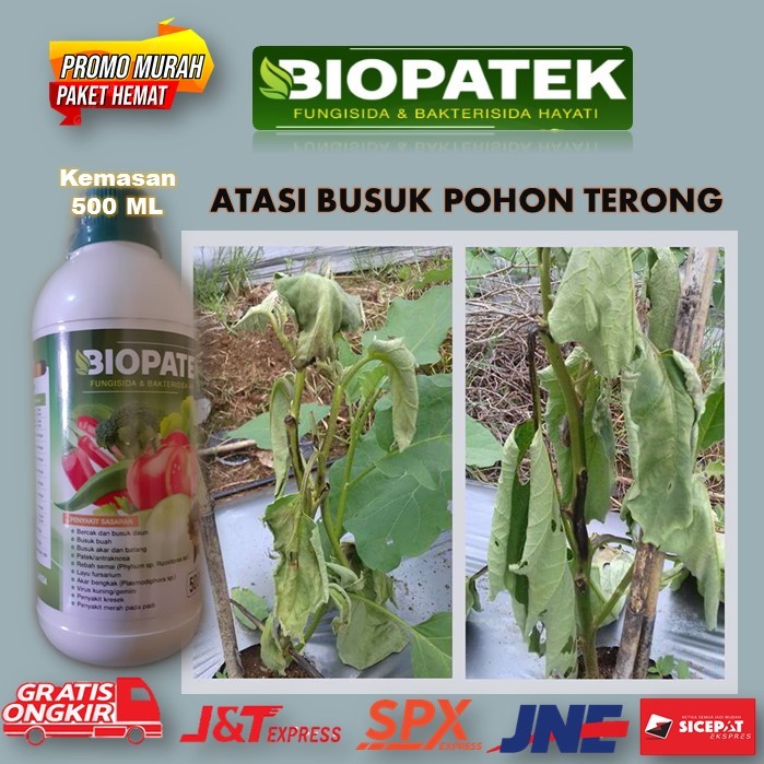 Jual Pupuk Paling Ampuh Atasi Busuk Tanaman Terong 500 Ml - Pupuk Cair ...