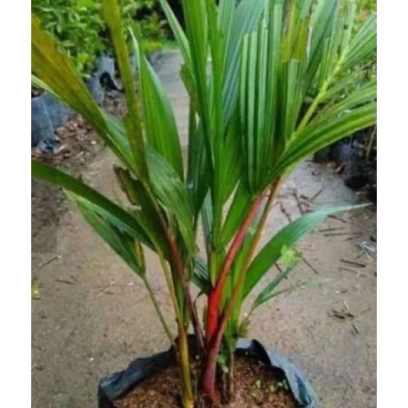 Jual BIBIT PALEM MERAH 30 CM 50 cm | Shopee Indonesia