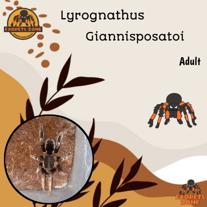 Jual Lyrognathus giannisposatoi | Shopee Indonesia