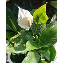 Jual Tanaman Hidup Bunga Hias SEPATU FILUM - Bunga PEACE LILY | Shopee ...