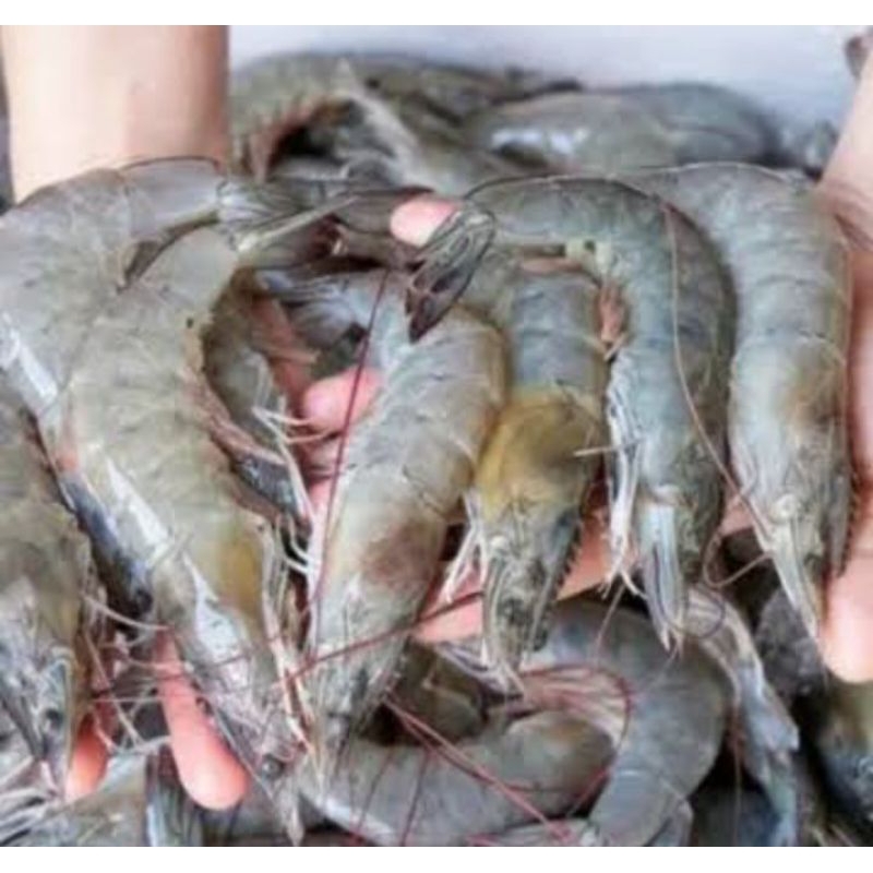 Jual udang basah presh ukuran besar 250gr | Shopee Indonesia