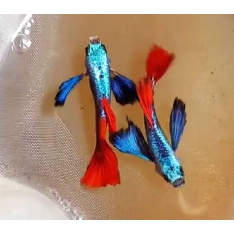 Jual guppy PRTDE grad A | Shopee Indonesia