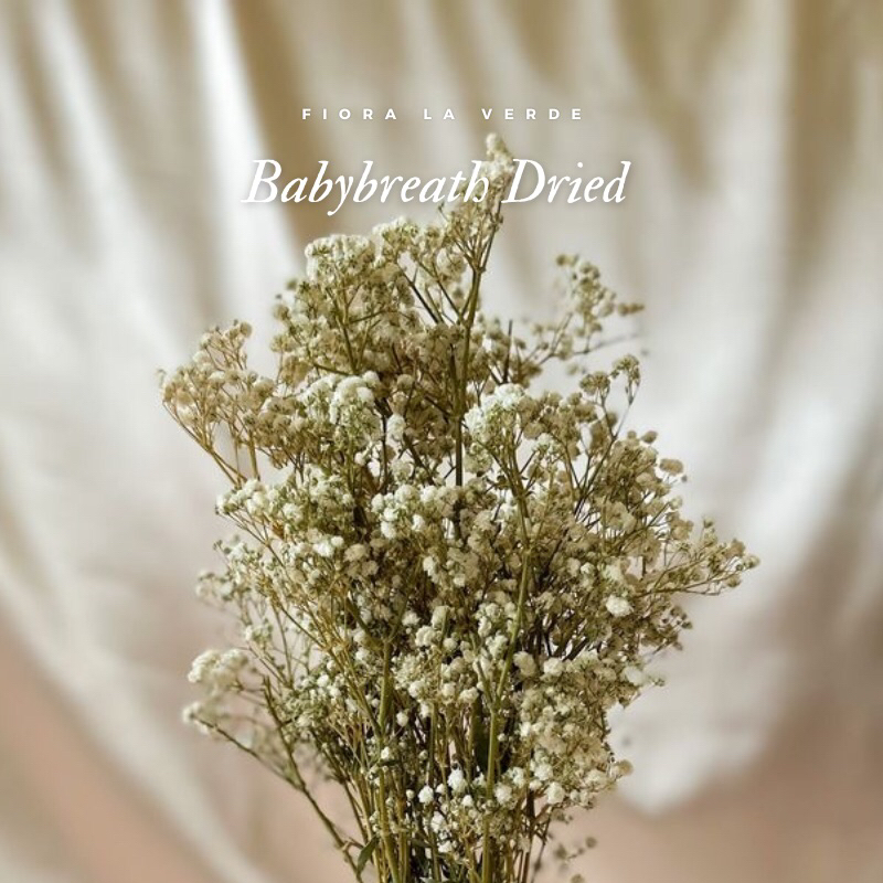 Jual Bunga Baby breath kering / Bunga kering / Baby breath kering ...