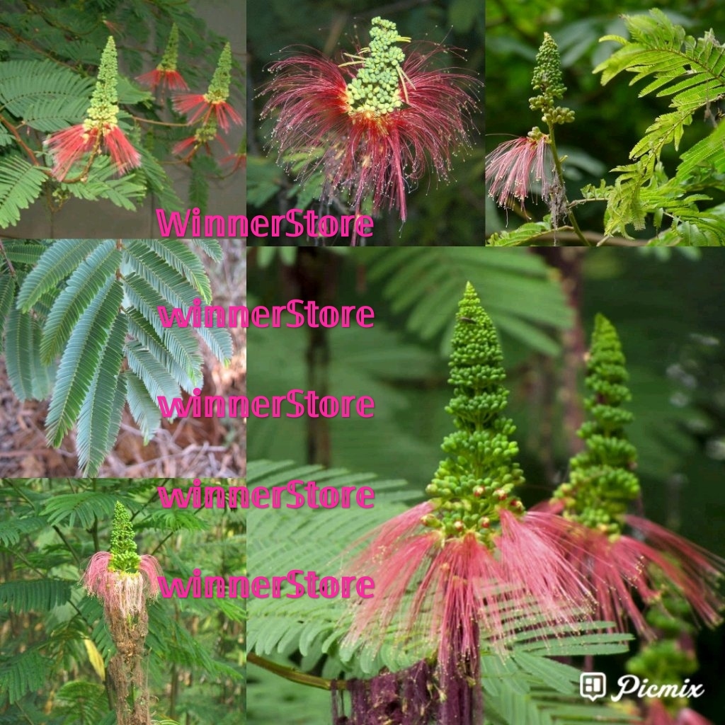 Jual Bibit Benih Bunga Kaliandra Merah (10 Butir) | Shopee Indonesia