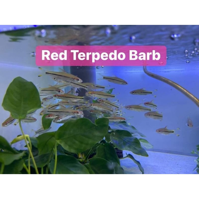 Jual Paket Red Torpedo Barb / Denisoni 100 ekor | Shopee Indonesia
