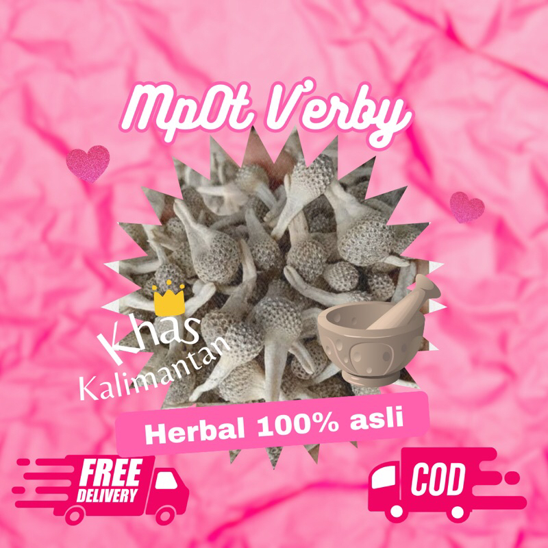 Jual Mpot Aym Putih Albino 100% asli dan utuh original khas kalimantan ...