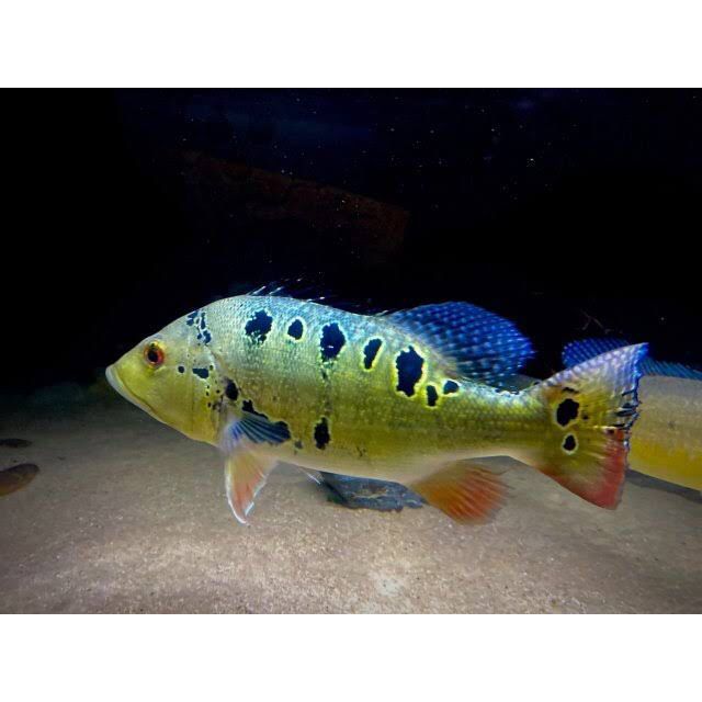 Jual Replika Pbass / Hiasan Aquarium Pbass / Orinoco / Blue Azul ...