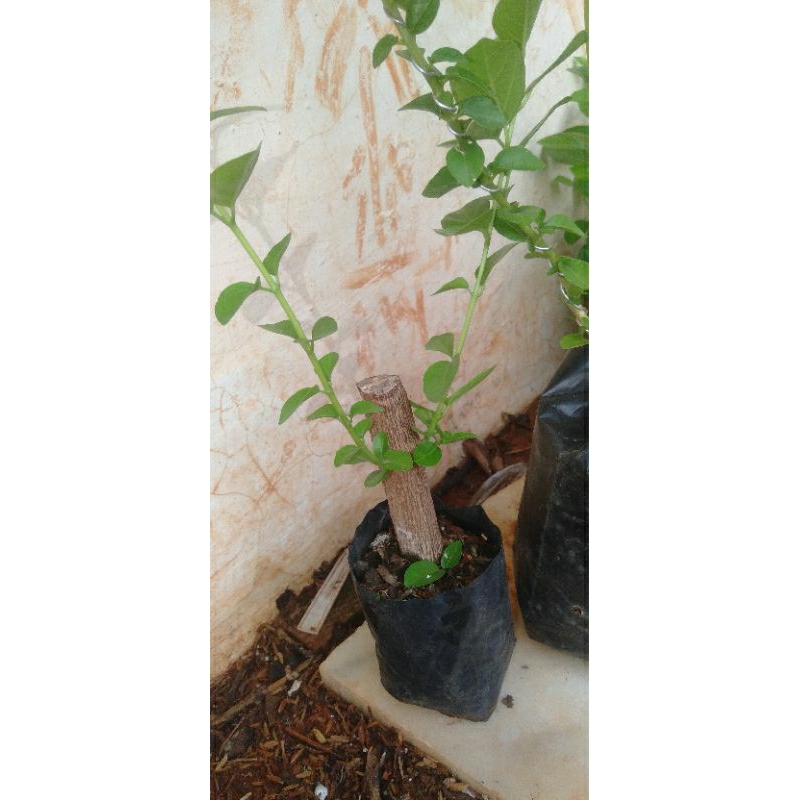 Jual bahan Bonsai sancang | Shopee Indonesia Jual bahan Bonsai sancang | Shopee Indonesia