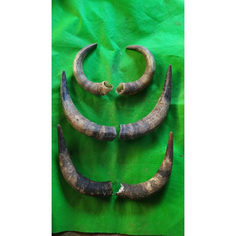 Jual BAHN KERAJINAN Tanduk Sapi Pasangan untuk hiasan Bantengan ...